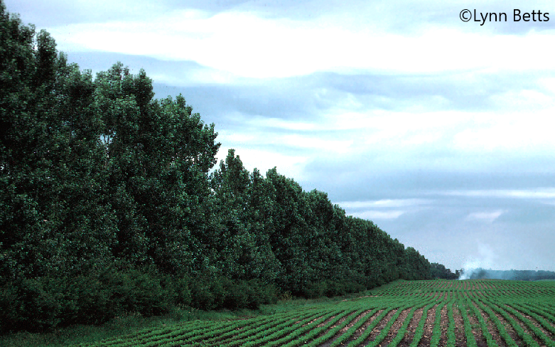 What is agroforestry? – Working Woodlands Cornwall